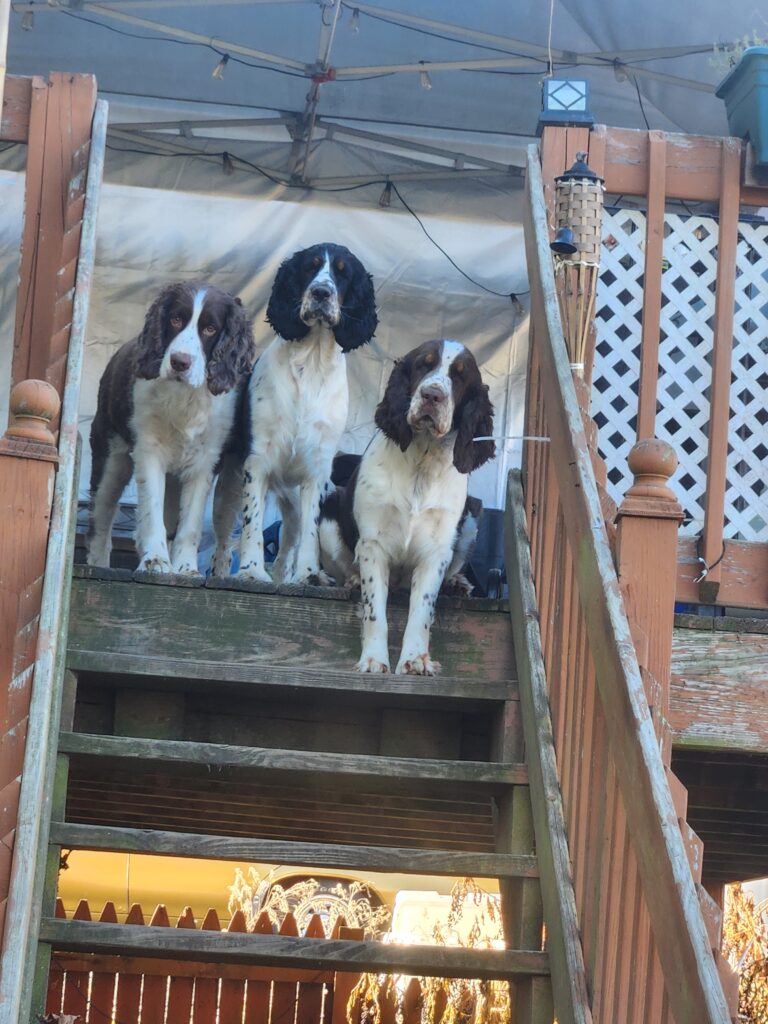 Fenway, Tessa and Ella. 2 sisters and Uncle Fenway. From Finn and ...